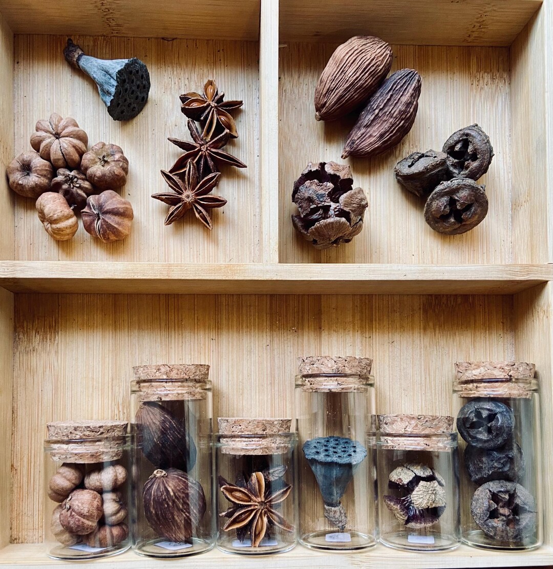 Seeds and Pods in Glass Vials for Your Nature Collection, Botanical ...