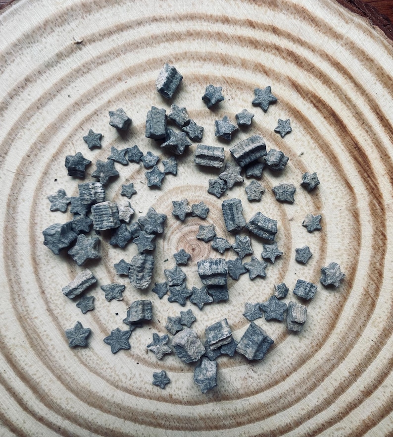 Fossil Crinoid Stars in a Glass Jar – Ancient Marine Invertebrate ...
