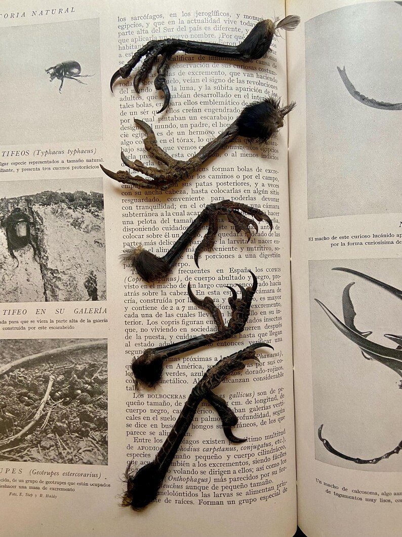 Real Crow Foot Specimen, A Curiosity for Your Collection - Etsy
