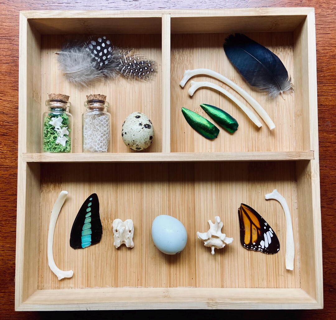 Zoology Mystery Box of Specimens and Curiosities – Ethically Sourced ...