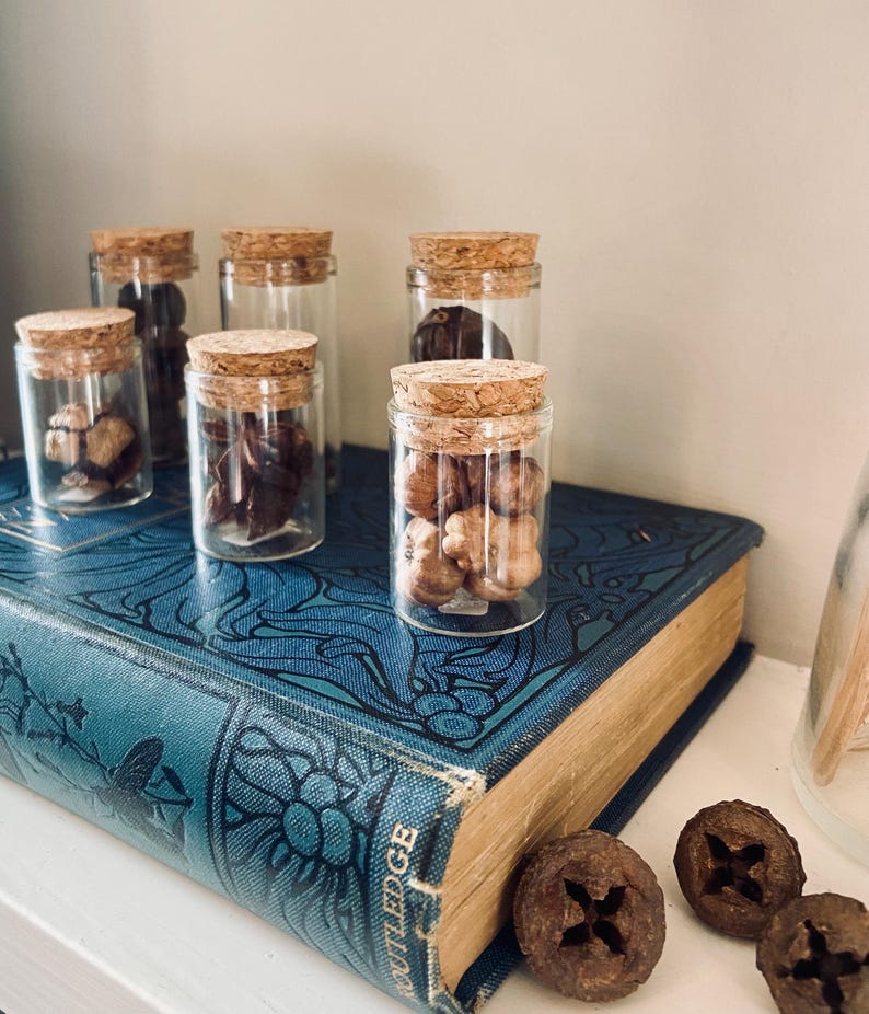 Seeds and Pods in Glass Vials for Your Nature Collection, Botanical ...