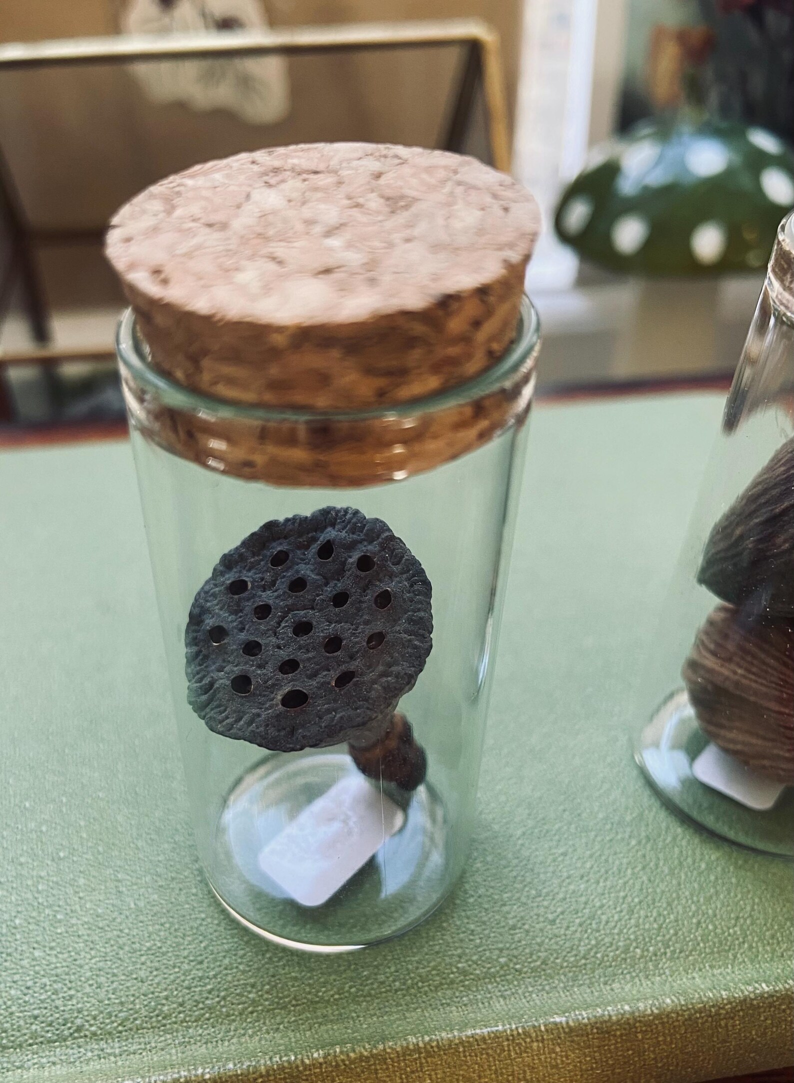 Seeds and Pods in Glass Vials for Your Nature Collection, Botanical ...
