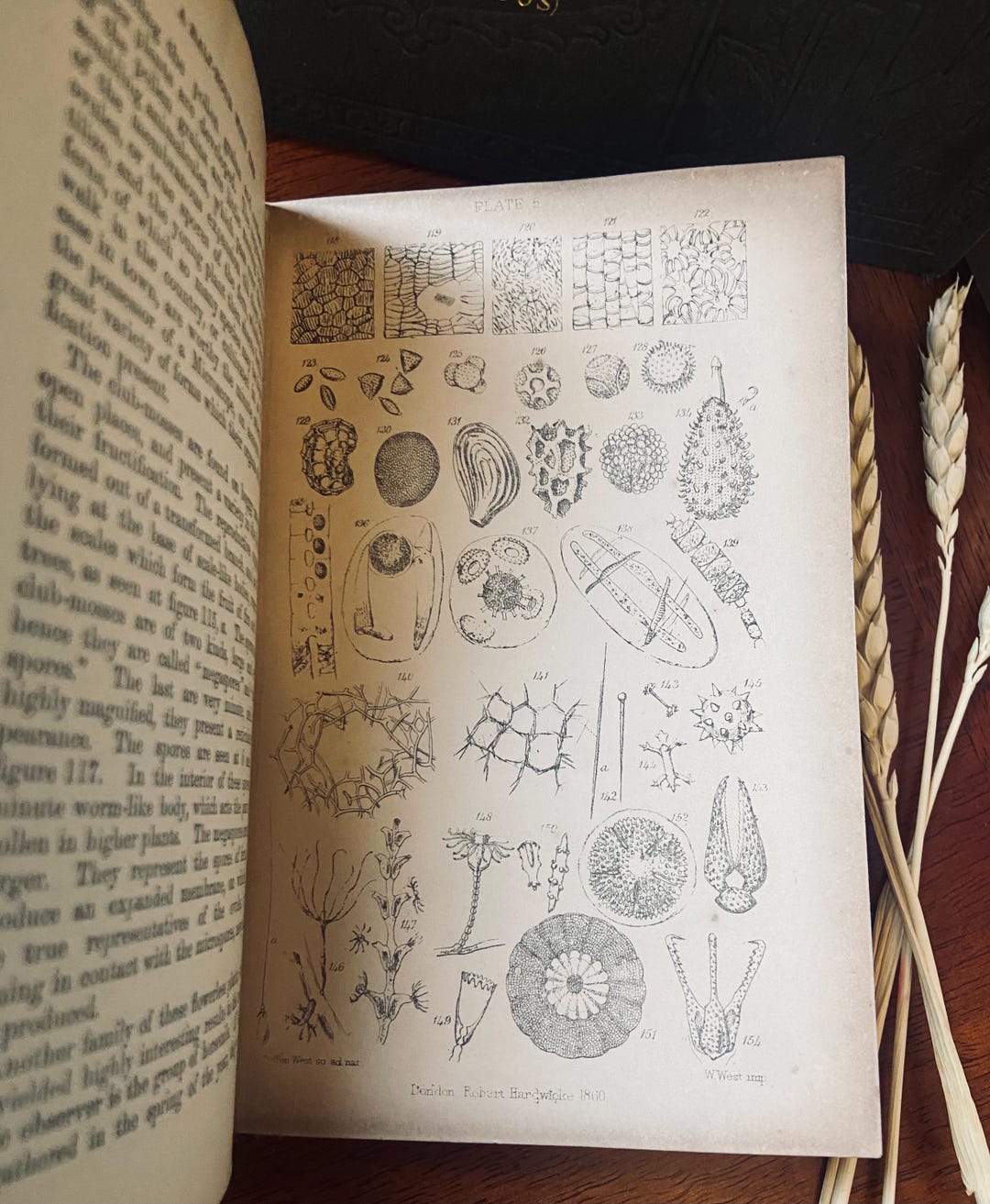 Half Hours With the Microscope (1894) - A Victorian Science Book on ...