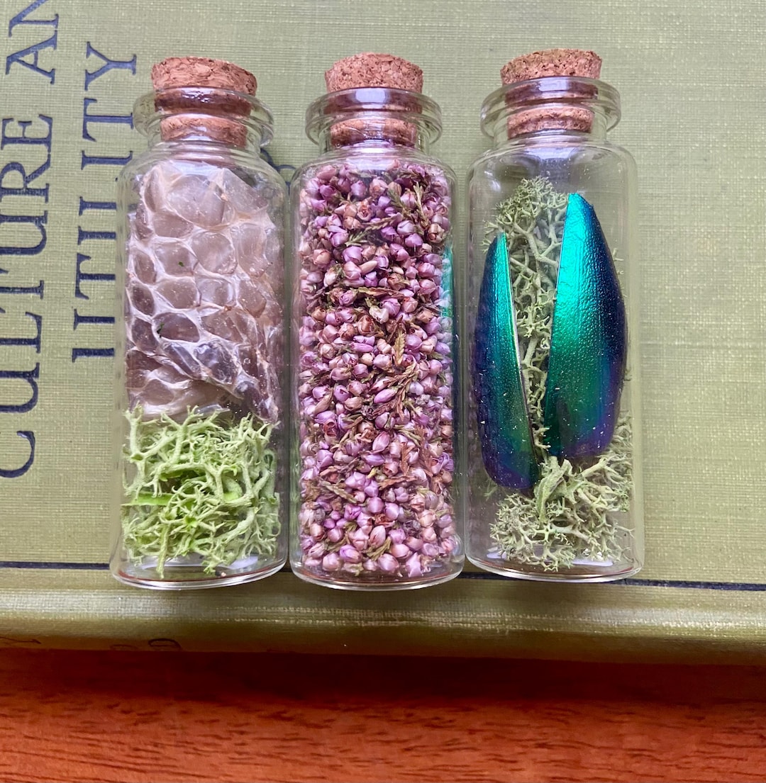 Three Curiosity Jars for Your Nature Collection, Apothecary beetle ...