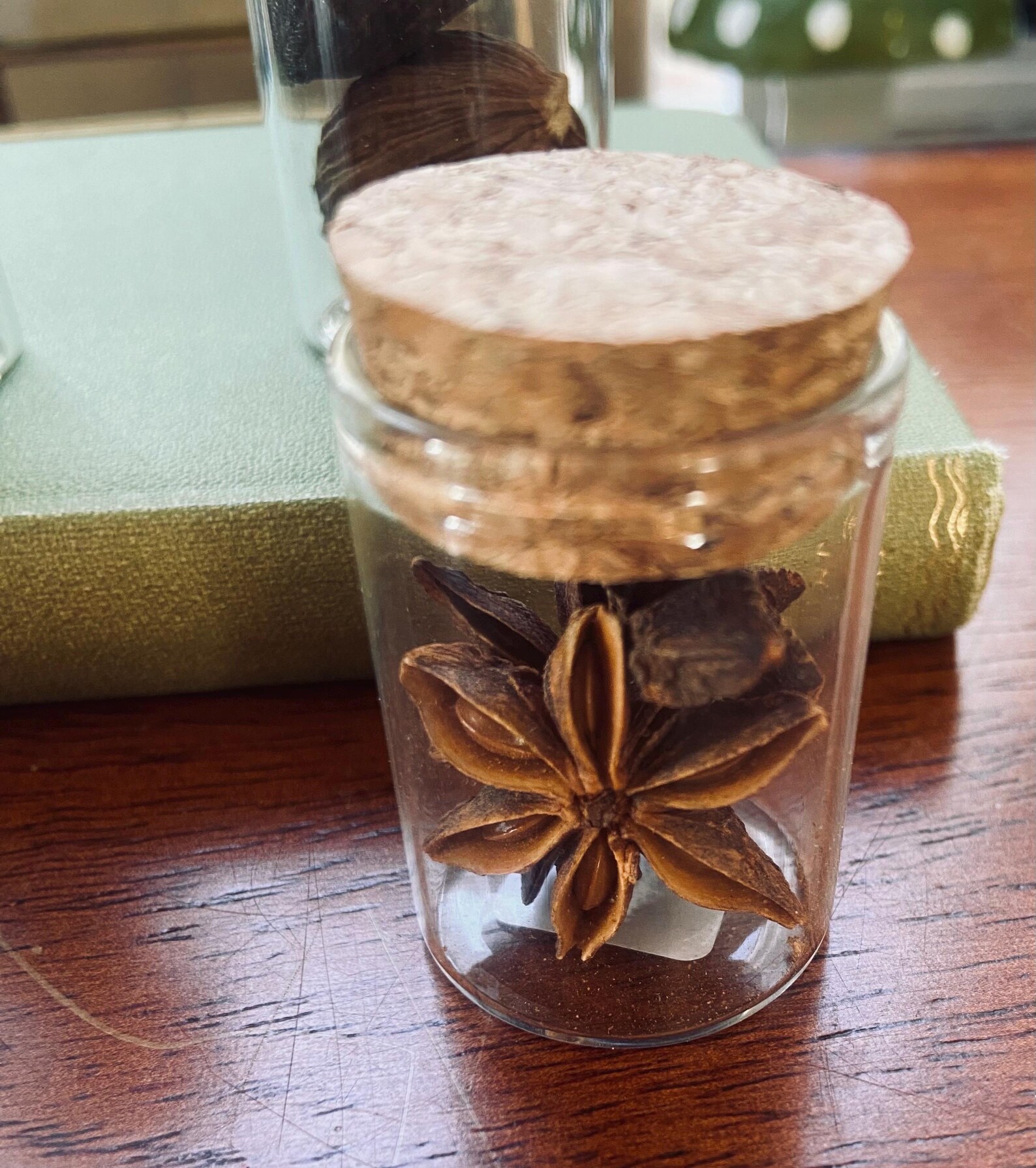 Seeds and Pods in Glass Vials for Your Nature Collection, Botanical ...