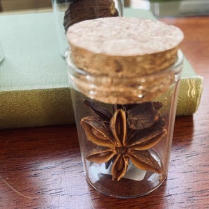 Seeds and Pods in Glass Vials for Your Nature Collection, Botanical ...