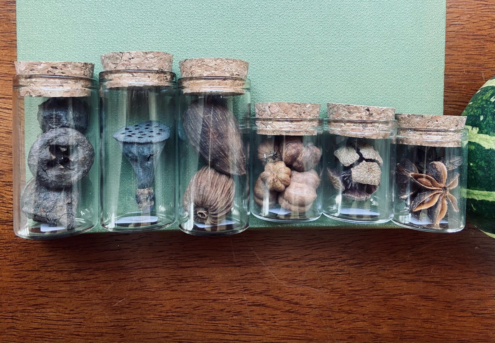 Seeds and Pods in Glass Vials for Your Nature Collection, Botanical ...