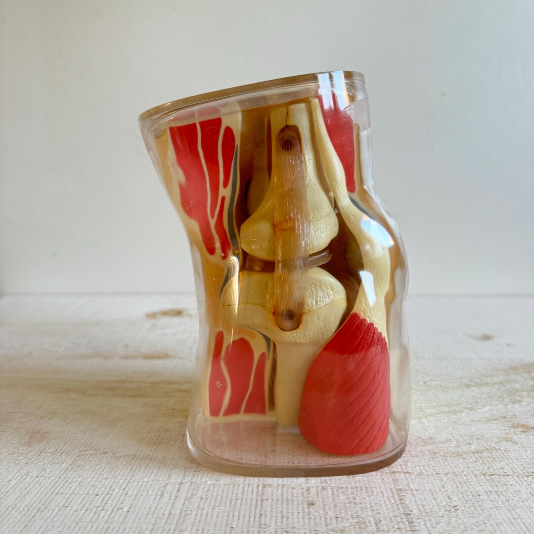 Vintage Plastic Knee Model Merck & Co. Inc. Merck and Co 1962 Vintage ...