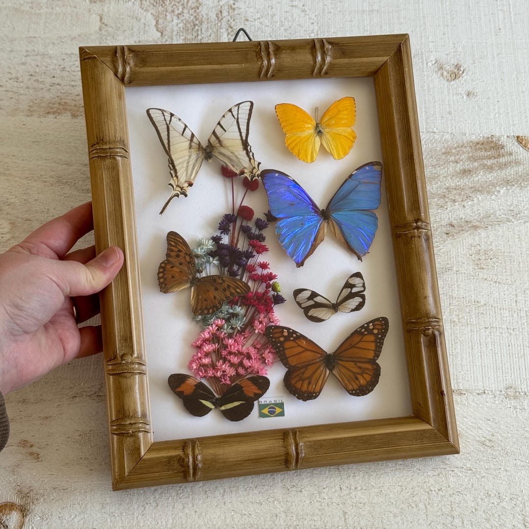 Vintage Taxidermy Butterfly Shadow Box Art - Real Bug Butterfly Framed ...