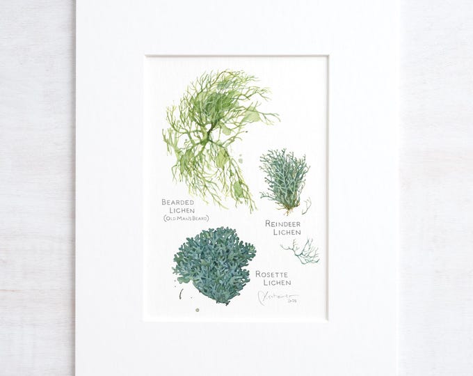 The Moss & Lichen Fauna Print Set - Etsy