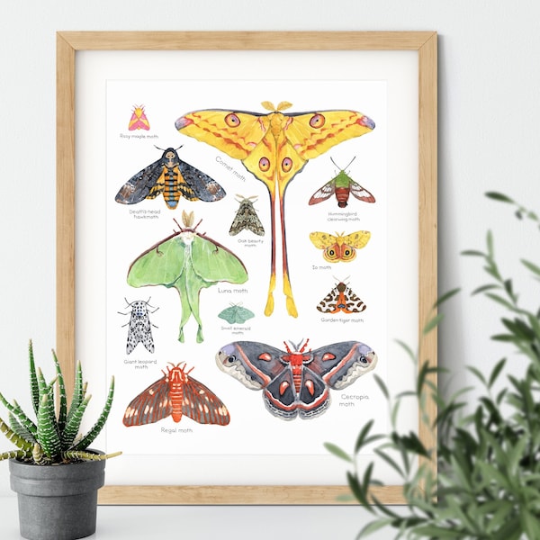 Moth Print - Etsy