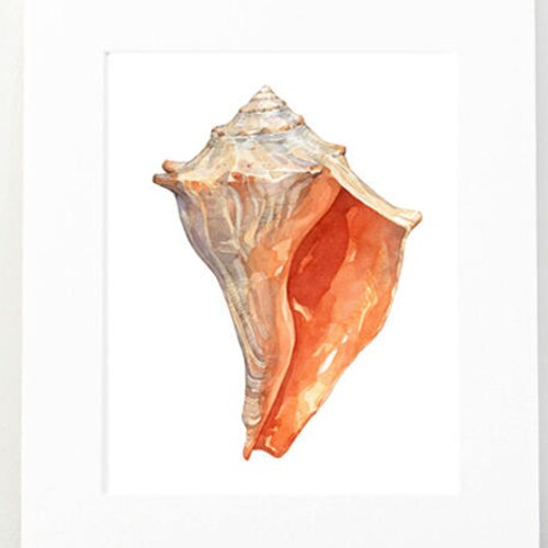 Orange Whelk Shell Watercolor Art Print 8x10 Seashell Beach - Etsy