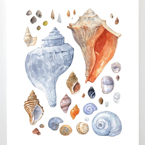 Periwinkles Shells Watercolor Painting Art Print Coastal - Etsy