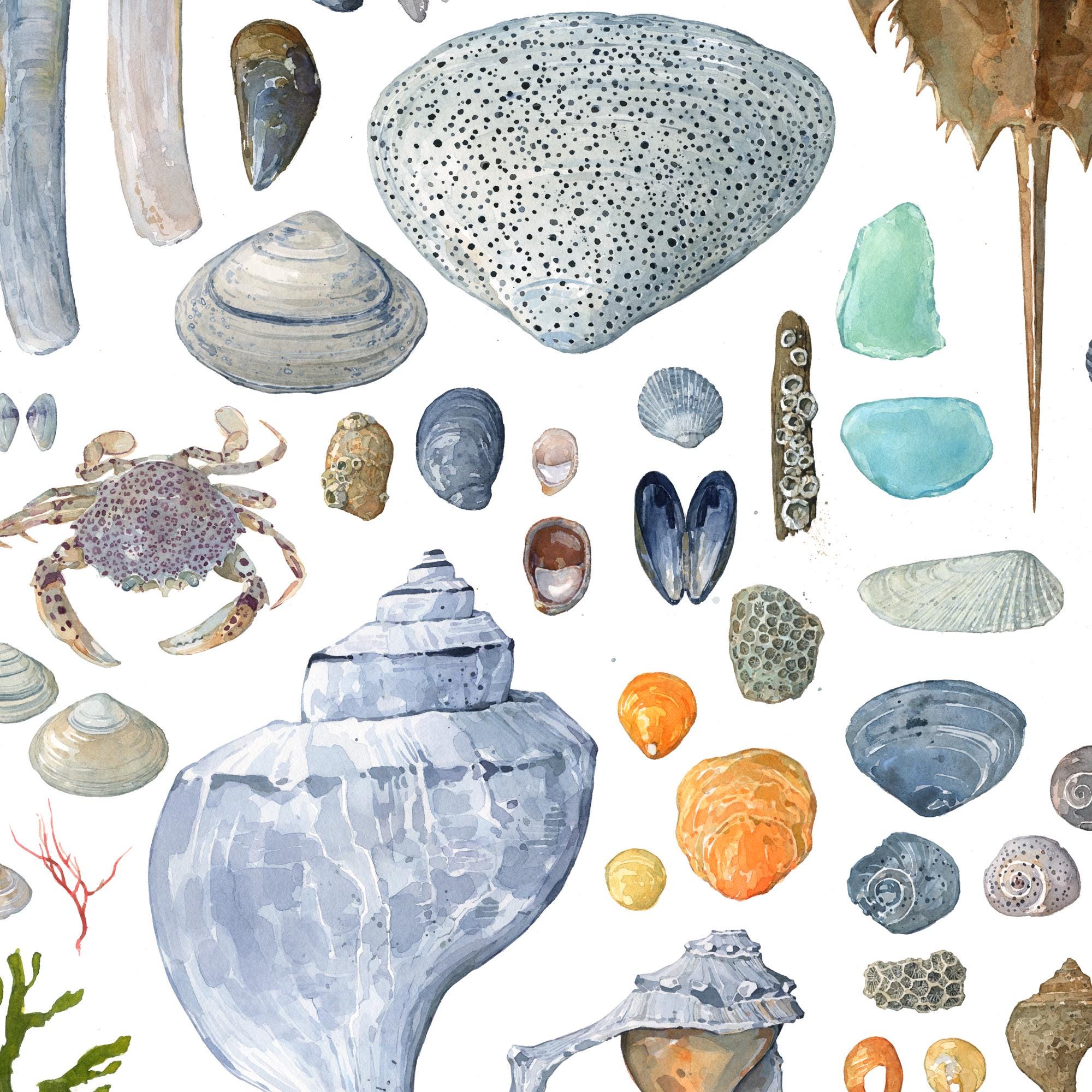 Beachcombing Shells Watercolor Print Coastal Seashore Painting Large ...