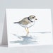 Shorebird Beach Card Set Mixed Bird Art Stationery Gift Set - Etsy