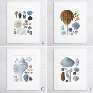 Beachcombing Shells Watercolor Print Set Seashore Beach House Wall ...
