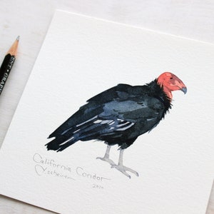 California Condor Print Vulture Bird Watercolor Wall Art Endangered ...