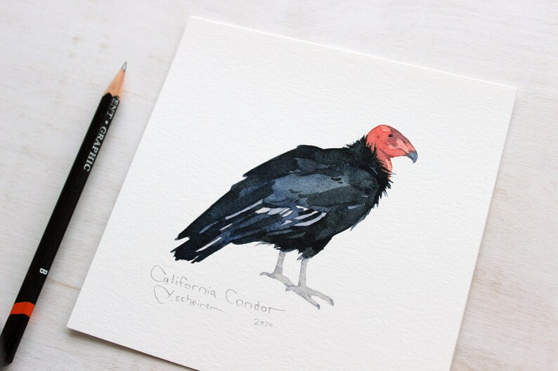 California Condor Print Vulture Bird Watercolor Wall Art Endangered ...
