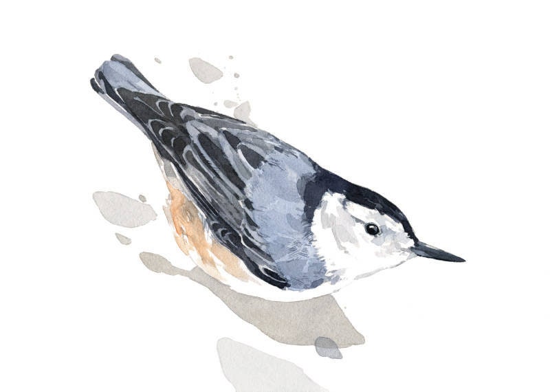 Nuthatch Watercolor Print Bird Painting Wall Art | Etsy