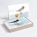 Shorebird Beach Card Set Mixed Bird Art Stationery Gift Set - Etsy