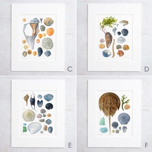Beachcombing Shells Watercolor Print Set Seashore Beach House Wall ...