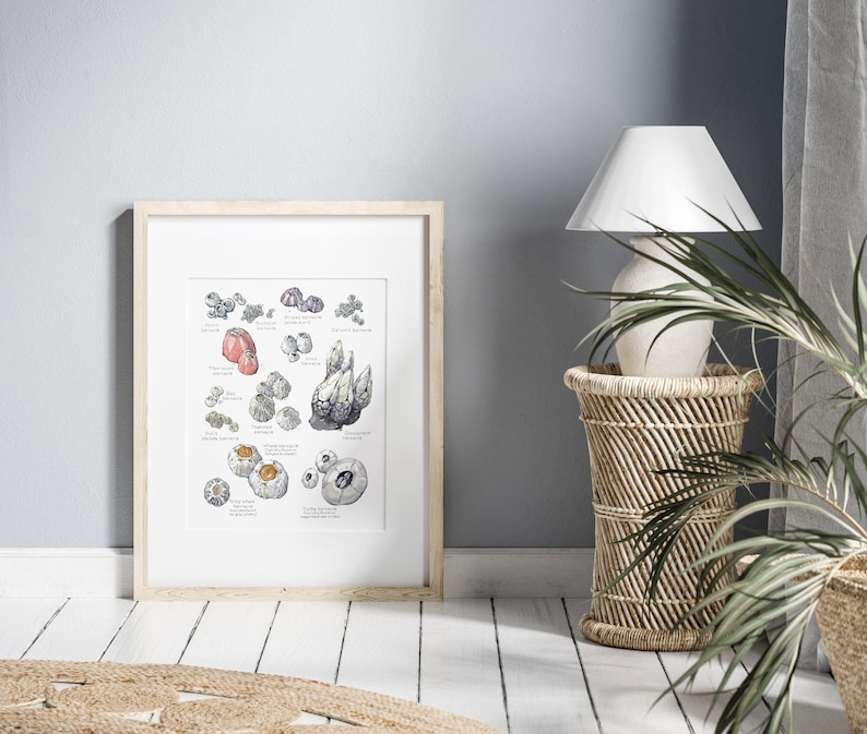 Barnacles Chart Art Print Nautical Watercolor Painting Coastal Wall ...
