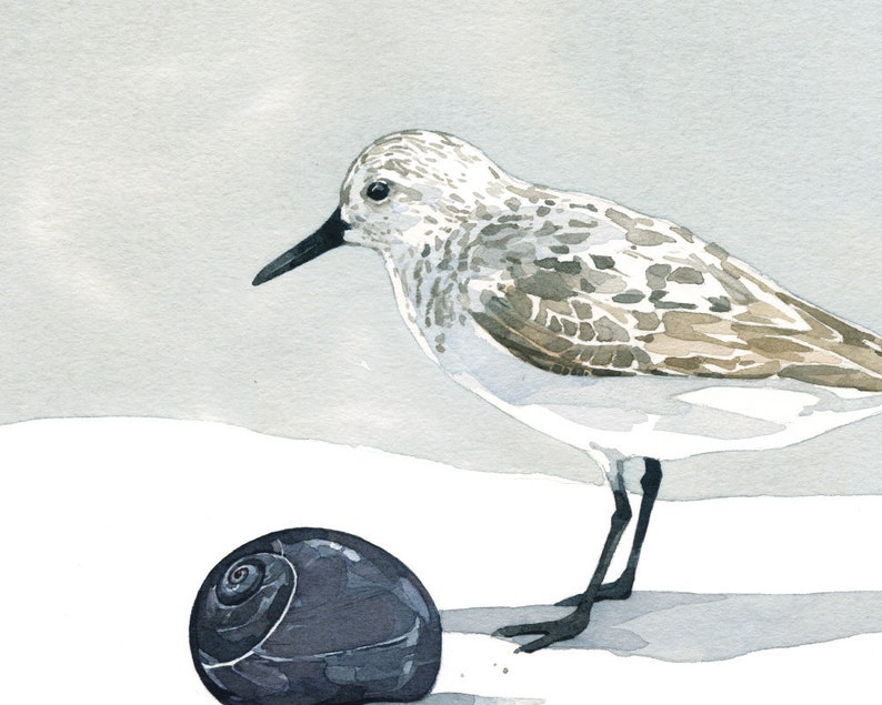 Sandpiper Watercolor Print Coastal Wall Art Shorebird Beach Decor ...
