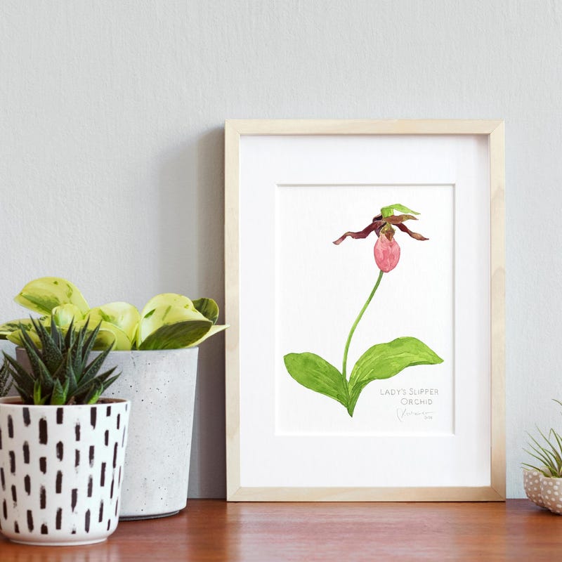 Pink Lady's Slipper - Etsy