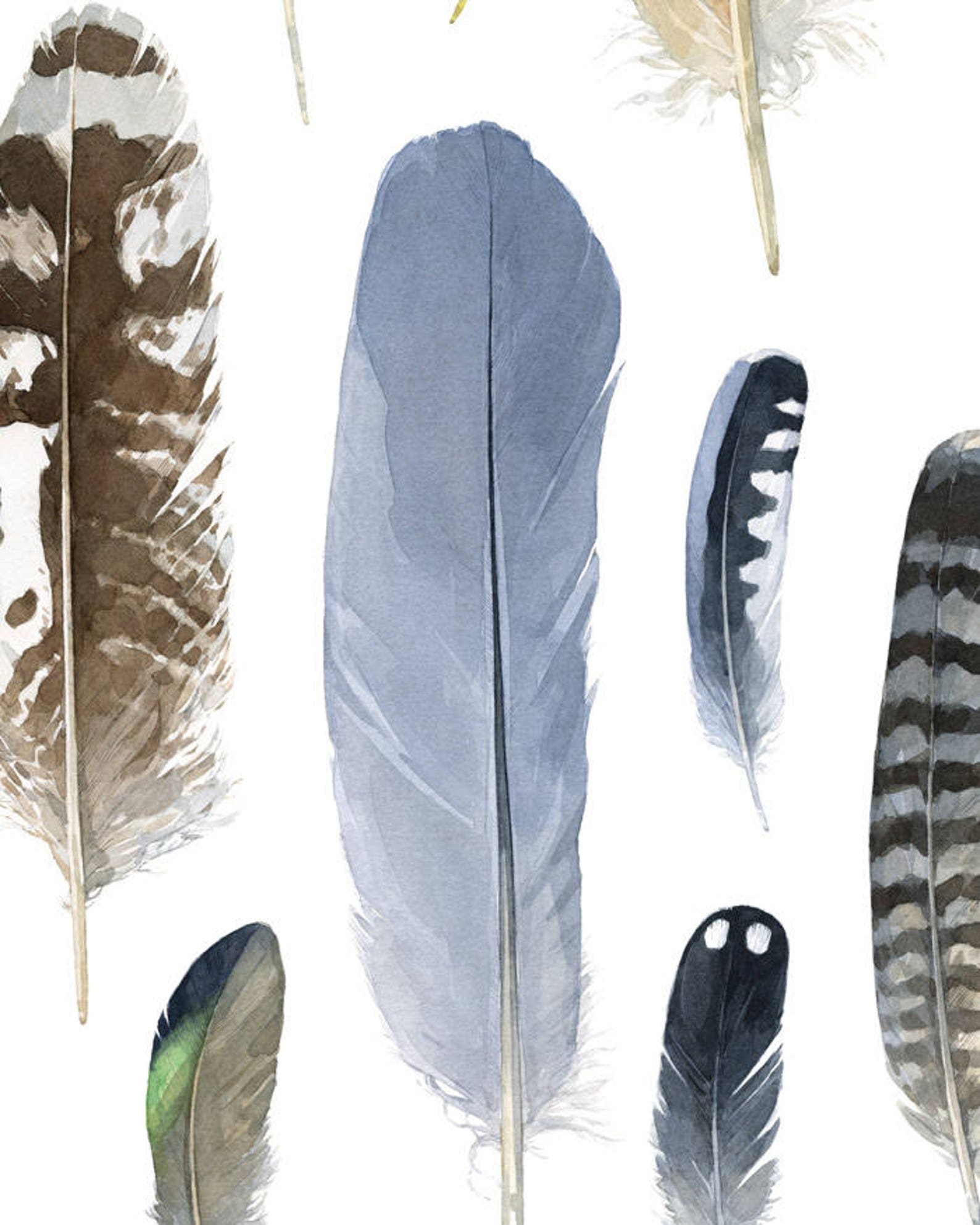 Large Feathers Watercolor Print Rustic Nature Wall Art Natural History ...
