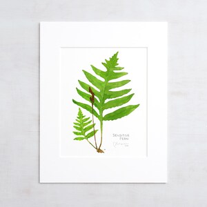 Sensitive Fern Botanical Watercolor Print Woodland Art - Etsy