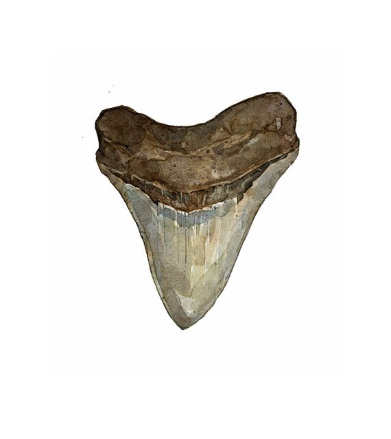 Megalodon Tooth