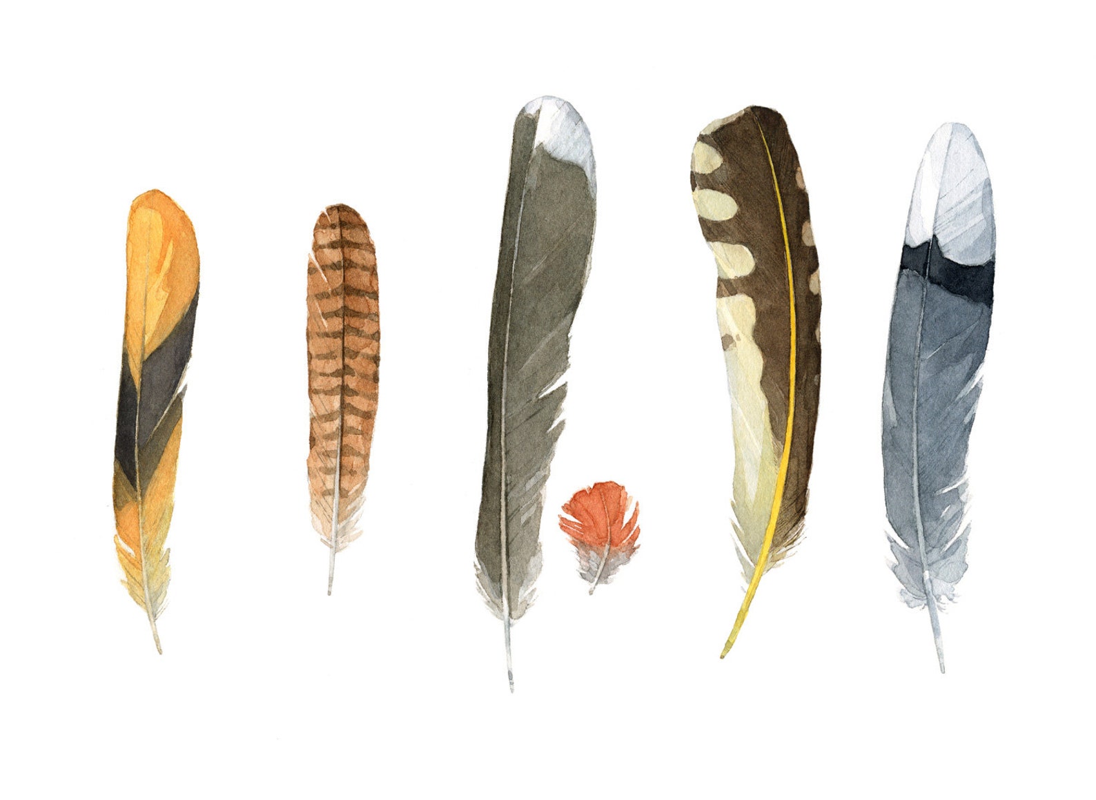 Backyard Bird Feathers Watercolor Print Feather Art Decor - Etsy