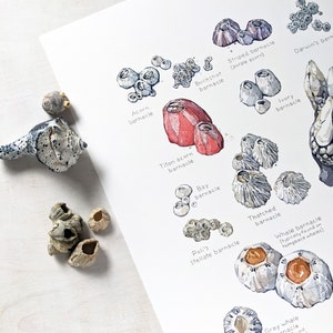 Barnacles Chart Art Print Nautical Watercolor Painting Coastal Wall ...