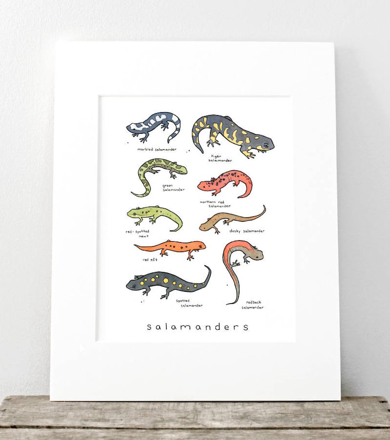Salamanders Chart Print Animal Wall Art Kids Room Wall Decor - Etsy