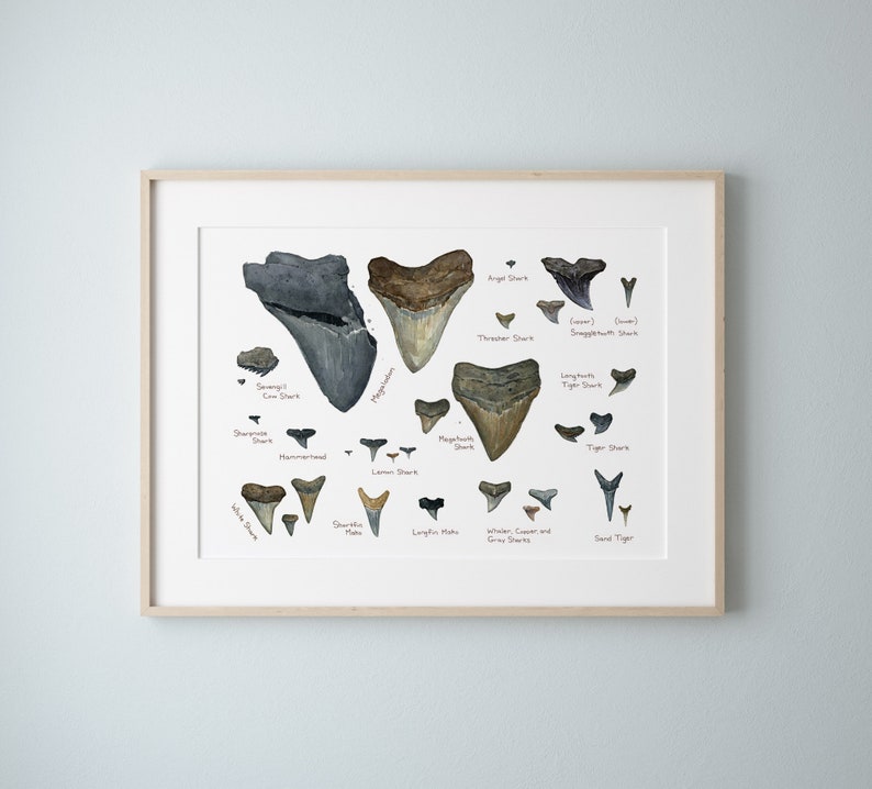 Illustrated Fossil Shark Teeth Chart Natural History | Etsy