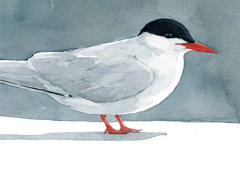 Arctic Tern Watercolor Print Nautical Bird Wall Art - Etsy