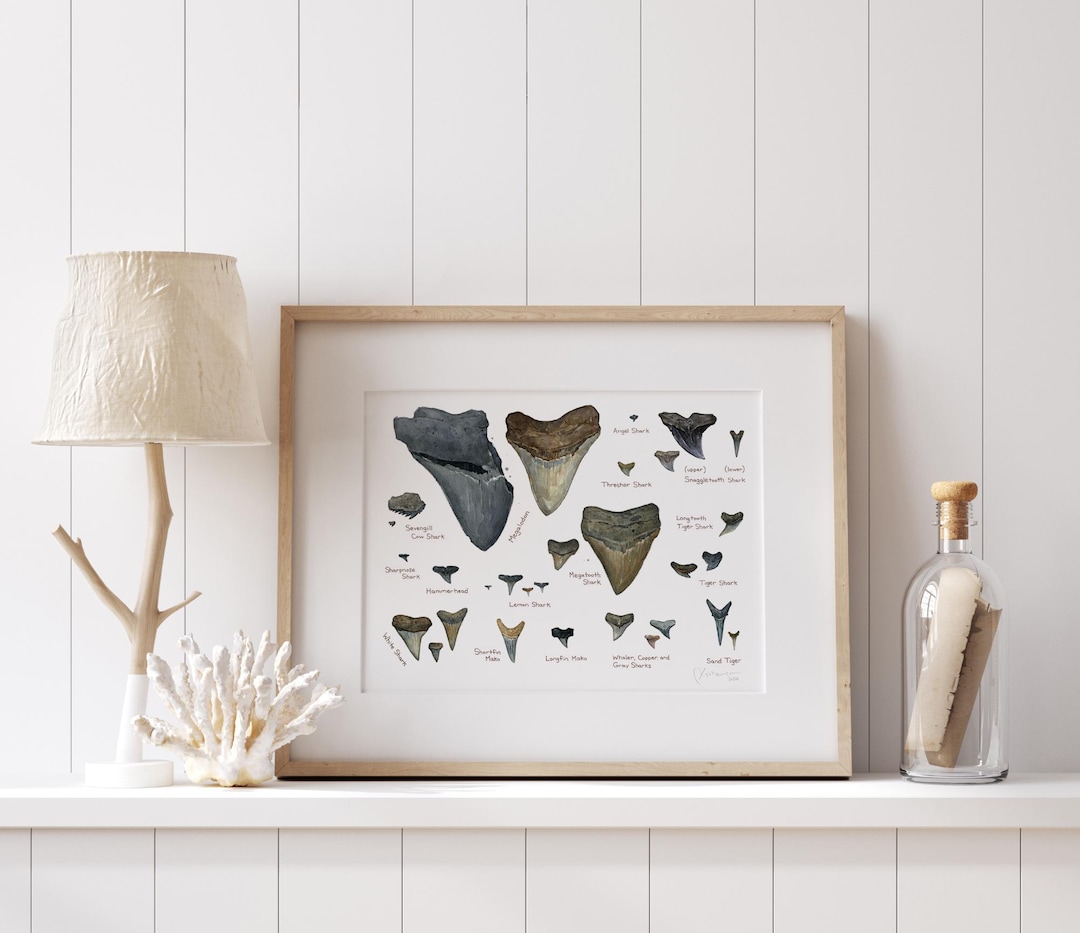 Illustrated Fossil Shark Teeth Chart Natural History Watercolor Art ...