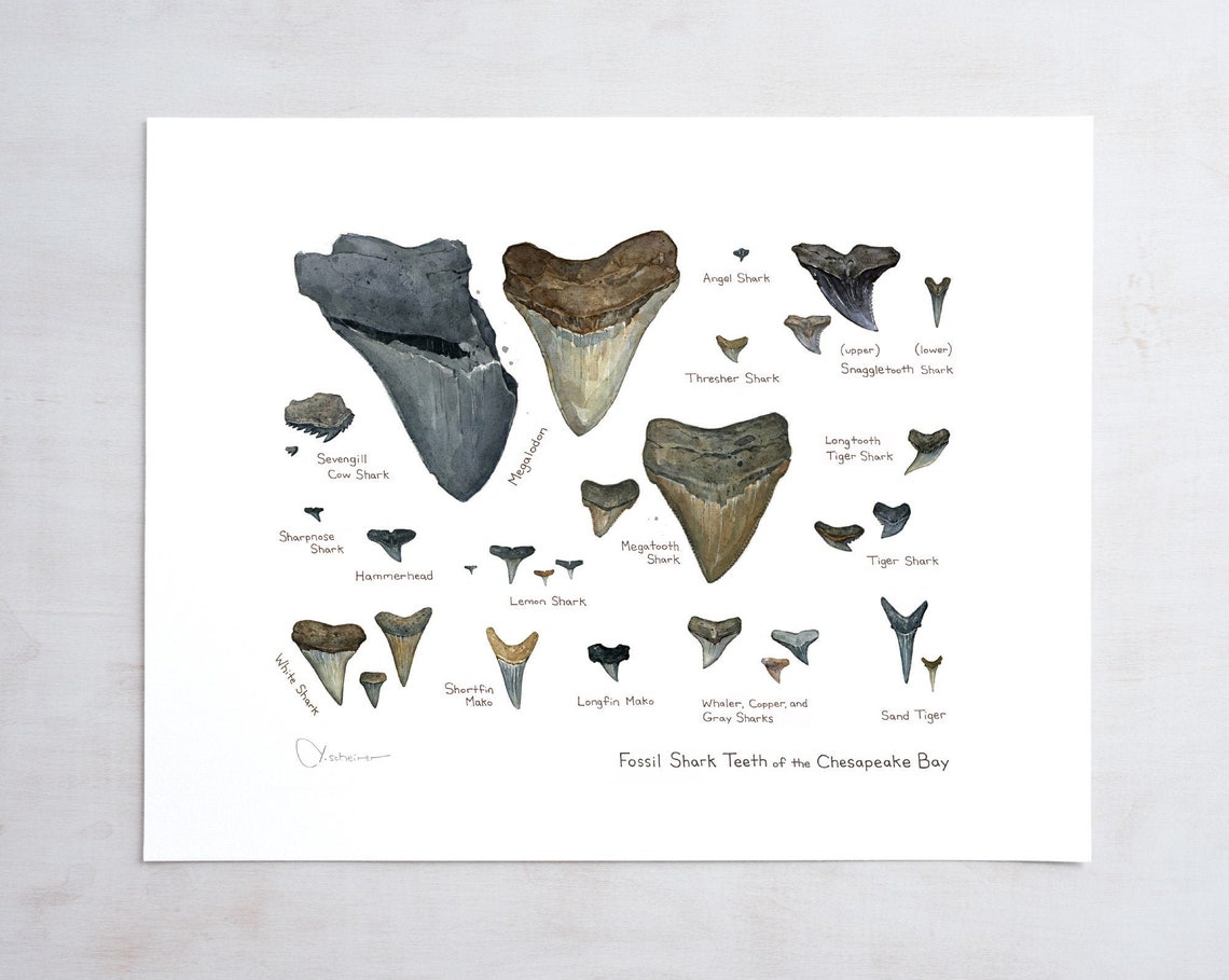 Illustrated Fossil Shark Teeth Chart Natural History - Etsy
