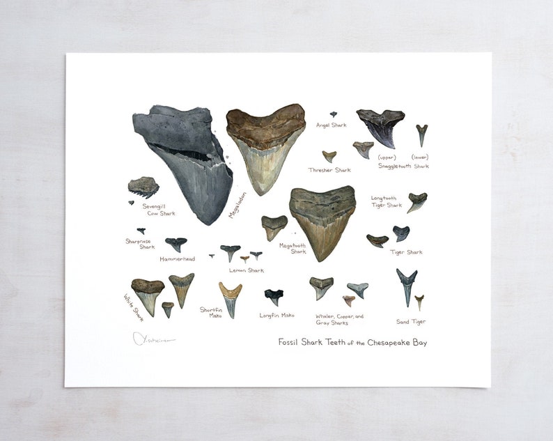 Illustrated Fossil Shark Teeth Chart Natural History - Etsy Australia