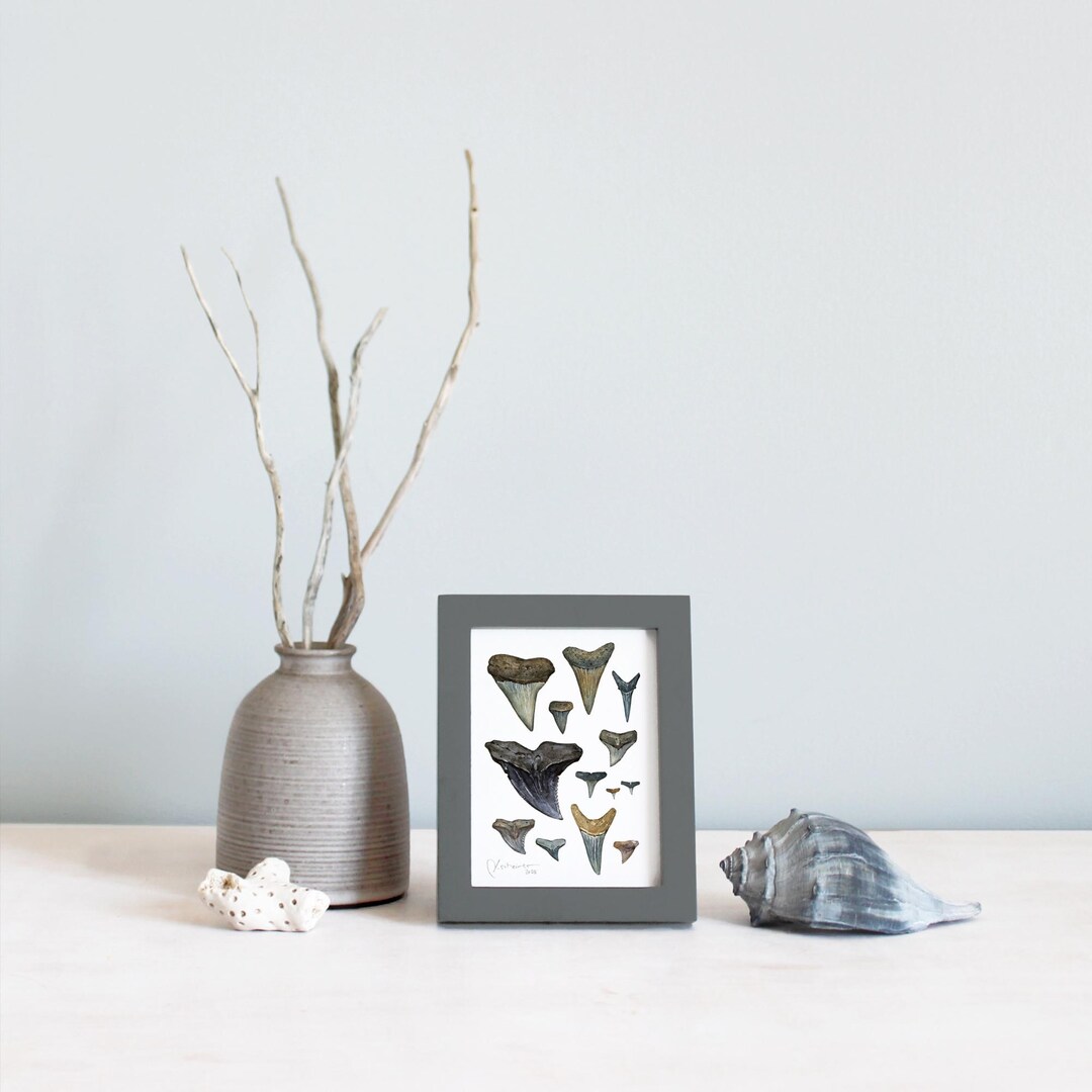 Framed Mini Shark Teeth Watercolor Print Nautical Art Fossilized Shark ...
