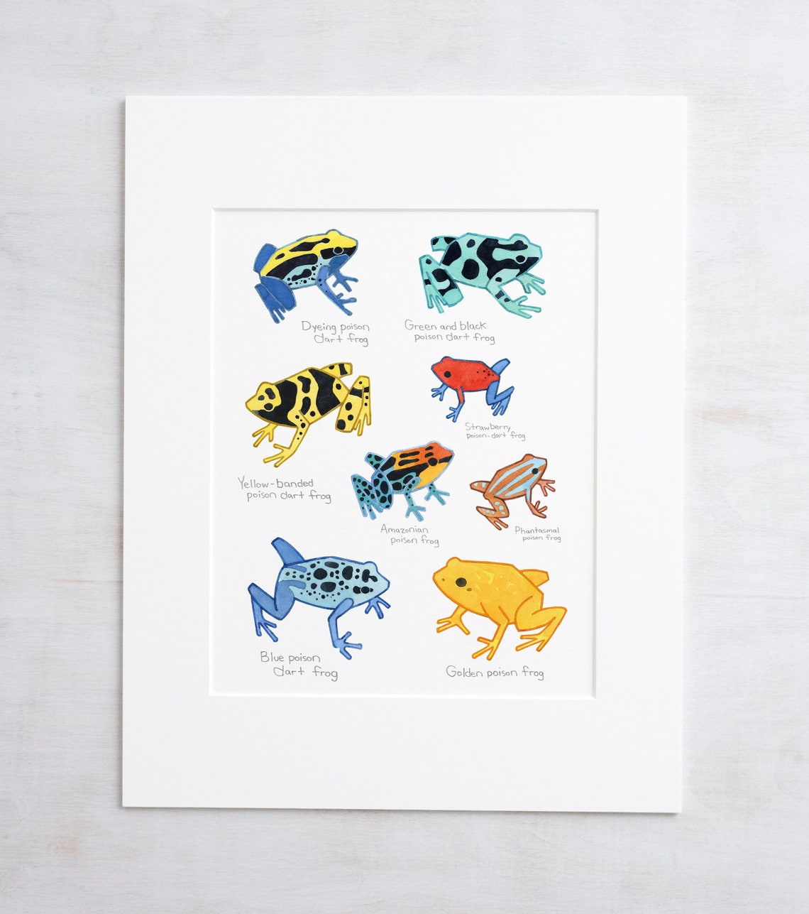 Poison Dart Frog Chart Print Kids Room Animal Wall Art Amphibian ...