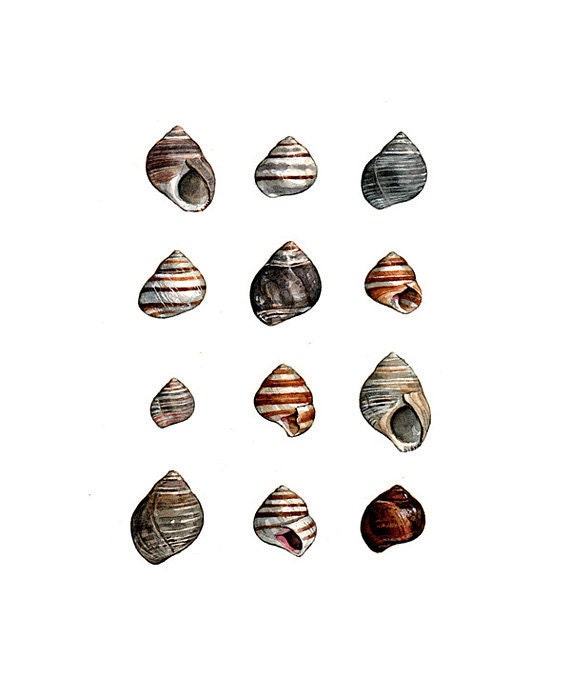Periwinkles Shells Watercolor Painting Art Print Coastal Decor Shell ...