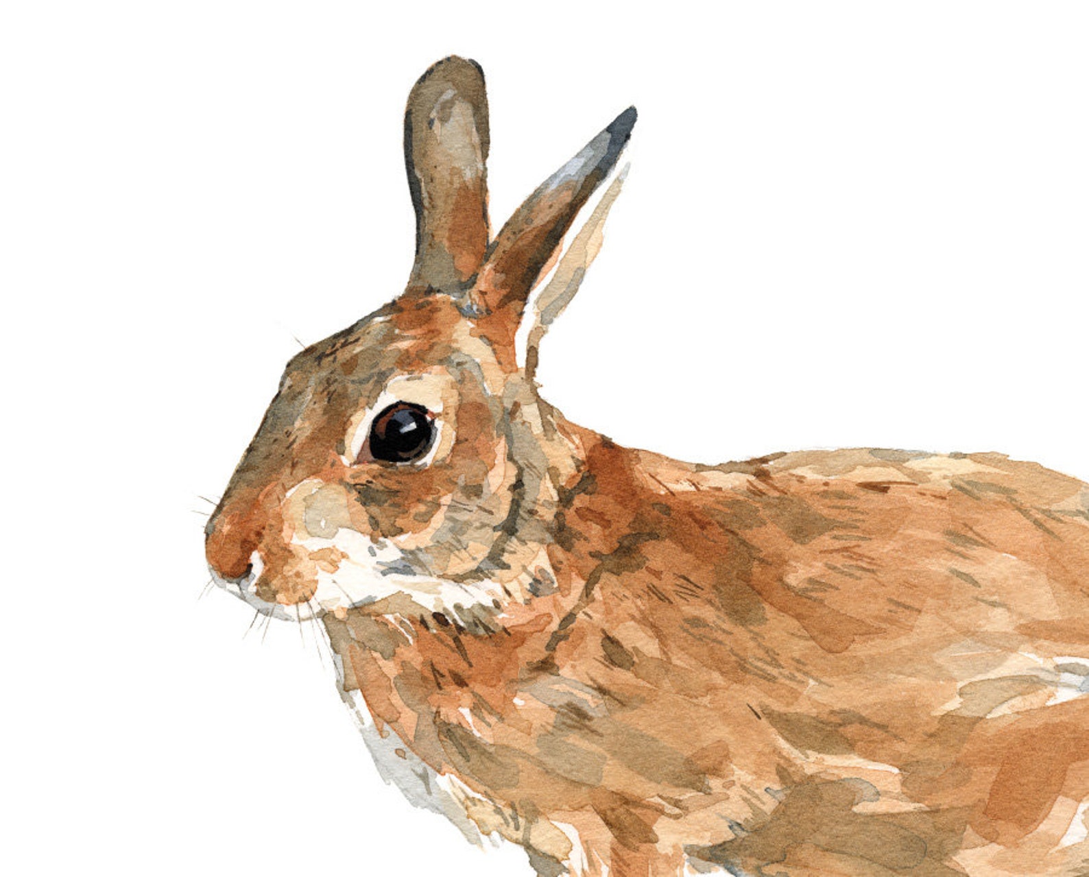 Wild Rabbit Watercolor Print Nature Wildlife Art Modern - Etsy