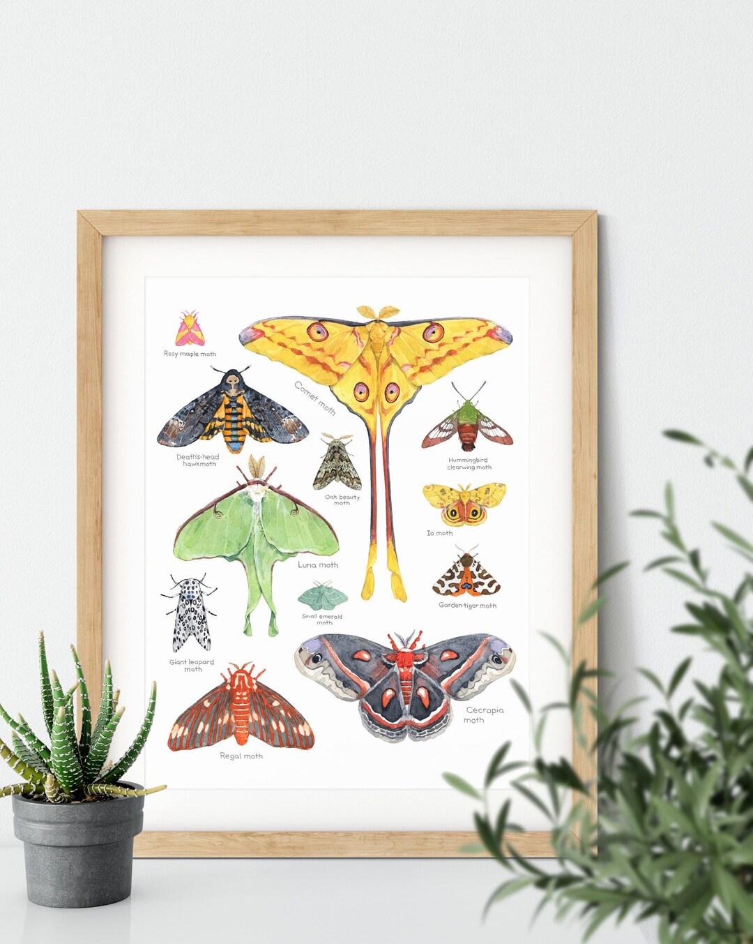 Moth Print Colorful Insects Watercolor Animal Chart - Etsy