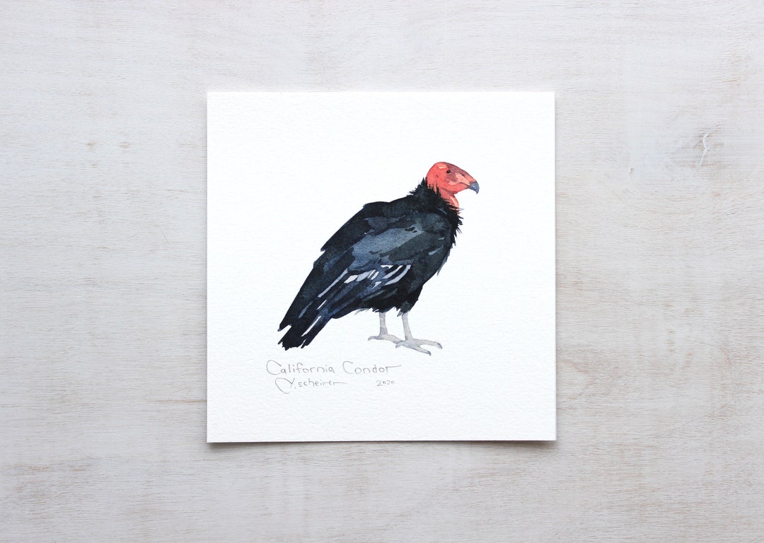 California Condor Print Vulture Bird Watercolor Wall Art Endangered ...