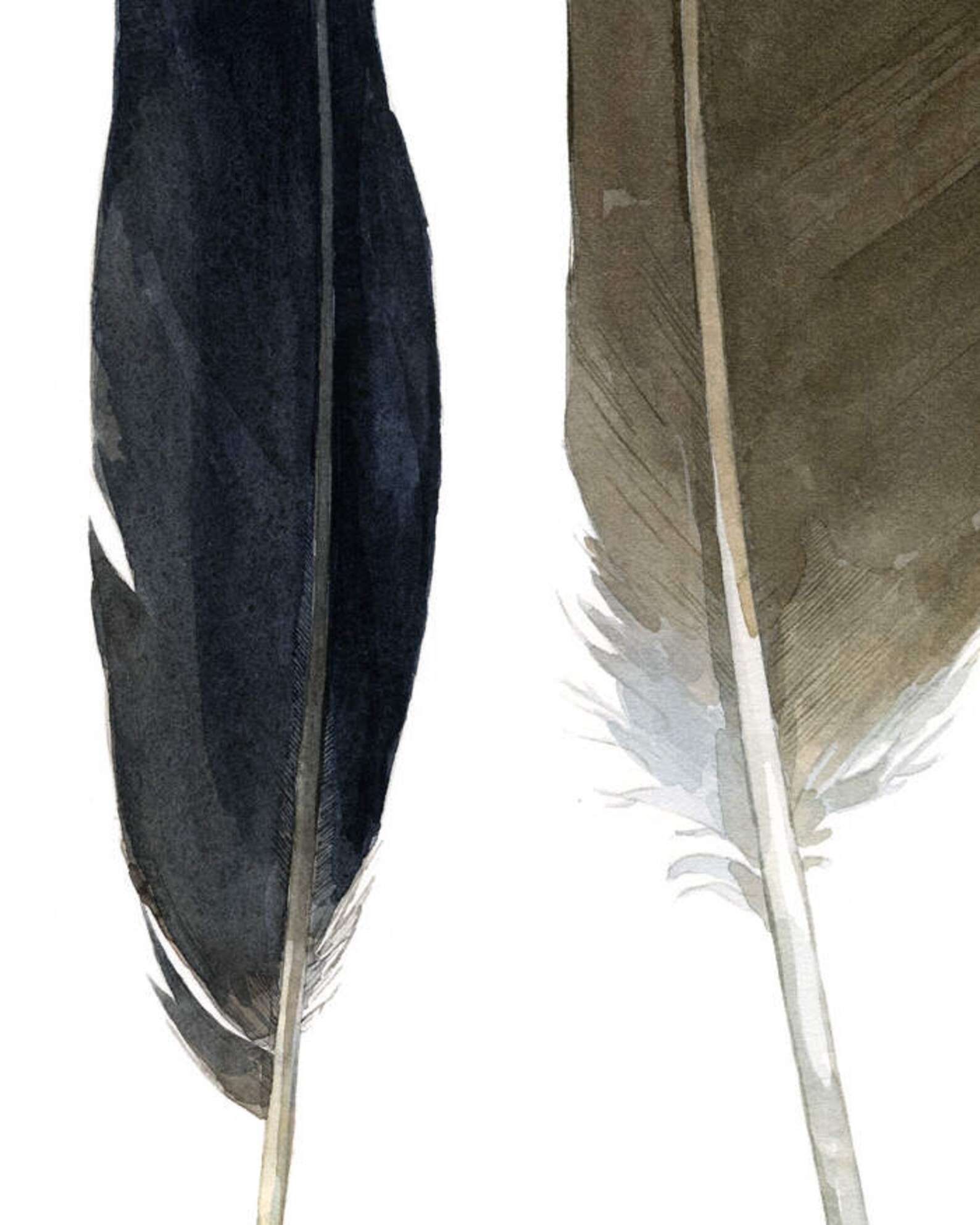 Large Feathers Watercolor Print Rustic Nature Wall Art Natural History ...