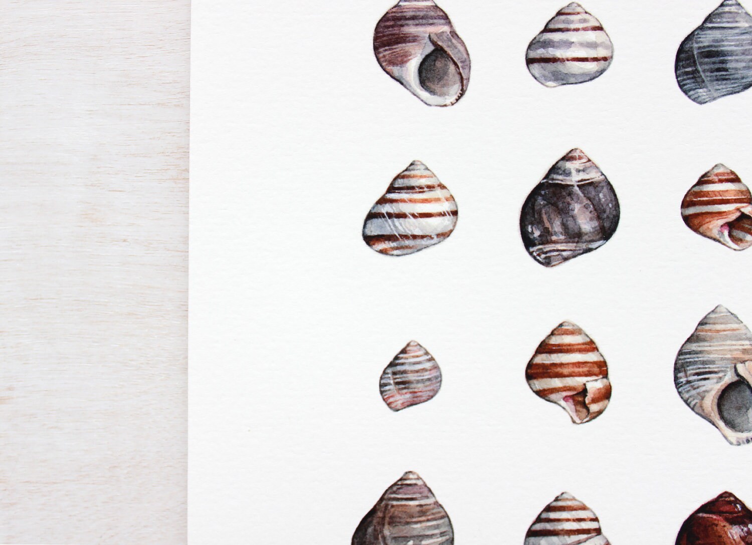Periwinkles Shells Watercolor Painting Art Print Coastal Decor Shell ...