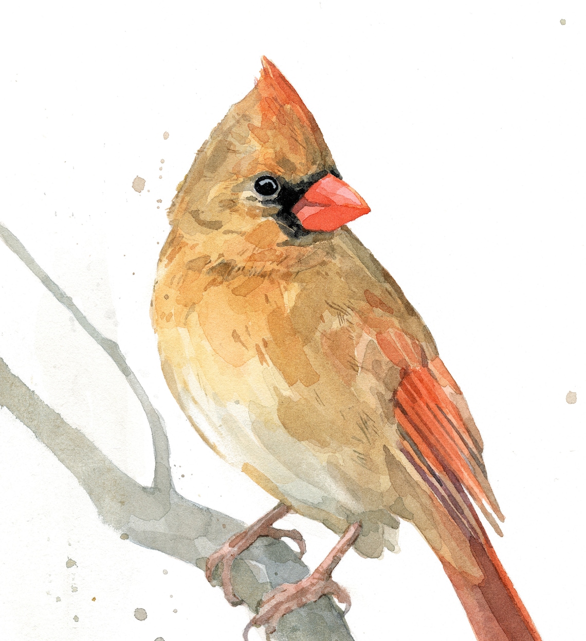 Female Cardinal Watercolor Print Bird Painting - Etsy