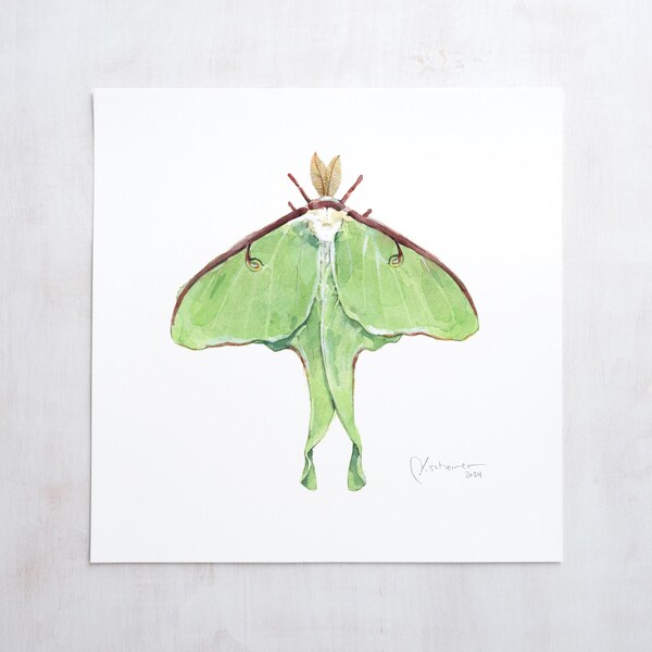 Insect Watercolor - Etsy
