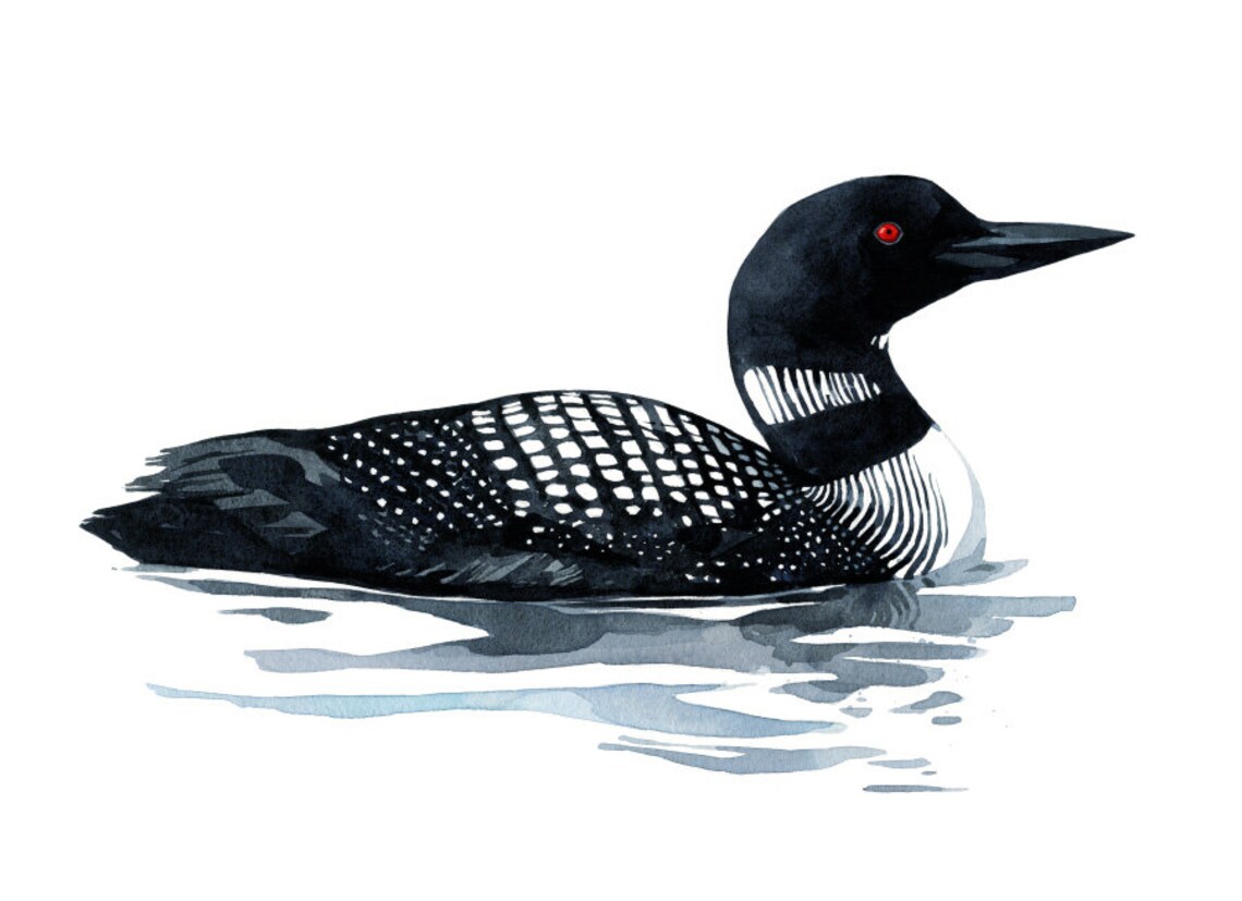 Loon Art Print Bird Watercolor Painting Coastal Wall Art | Etsy